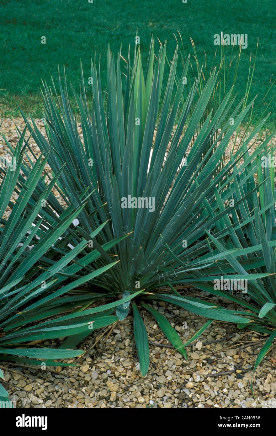 Arkansas yucca hi-res stock photography and images - Alamy