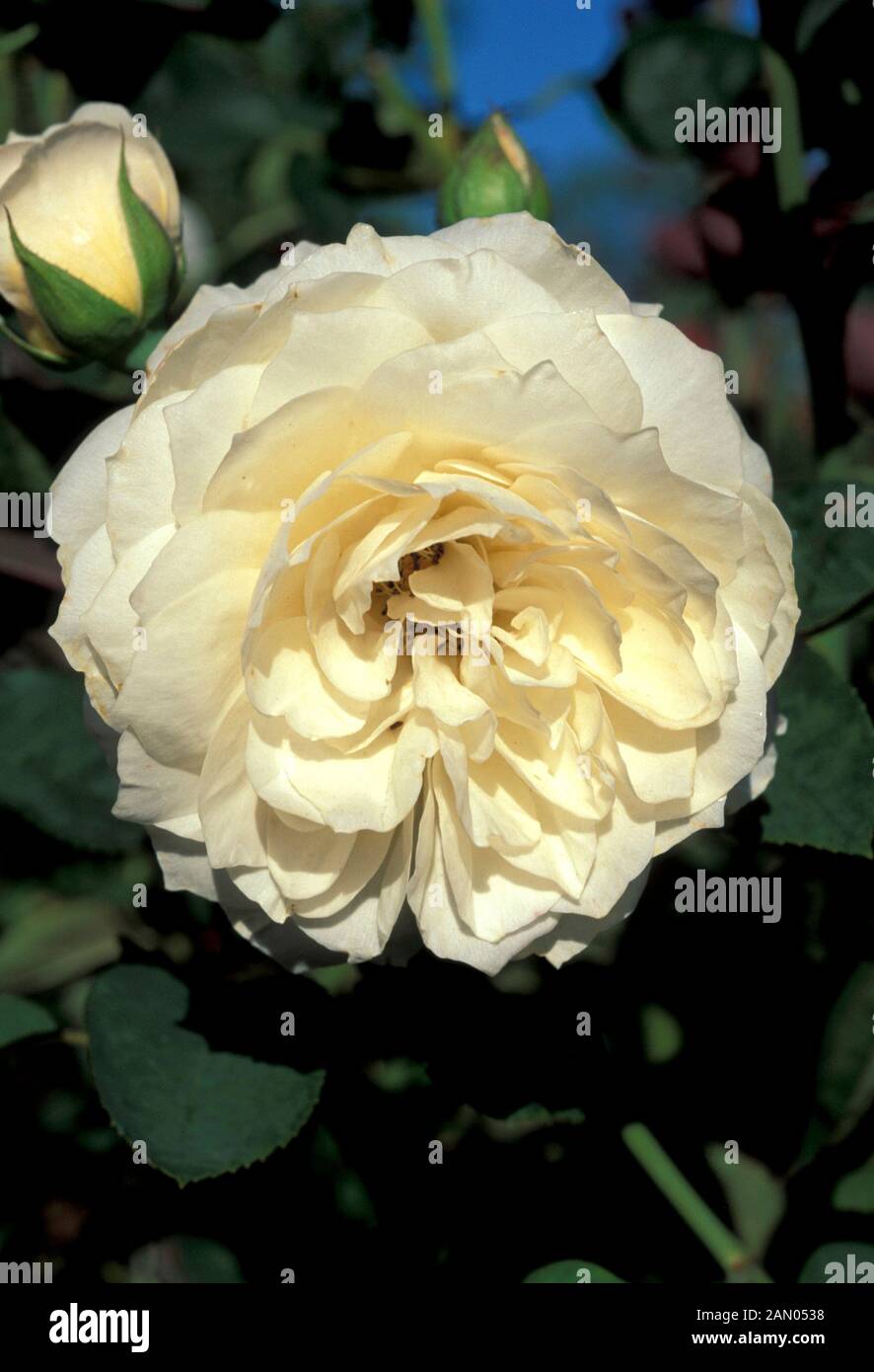Rosa perdita rose hi-res stock photography and images - Alamy