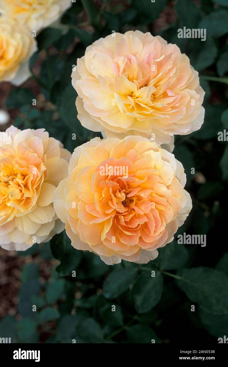 Shrub Rose Molineux High Resolution Stock Photography and Images - Alamy