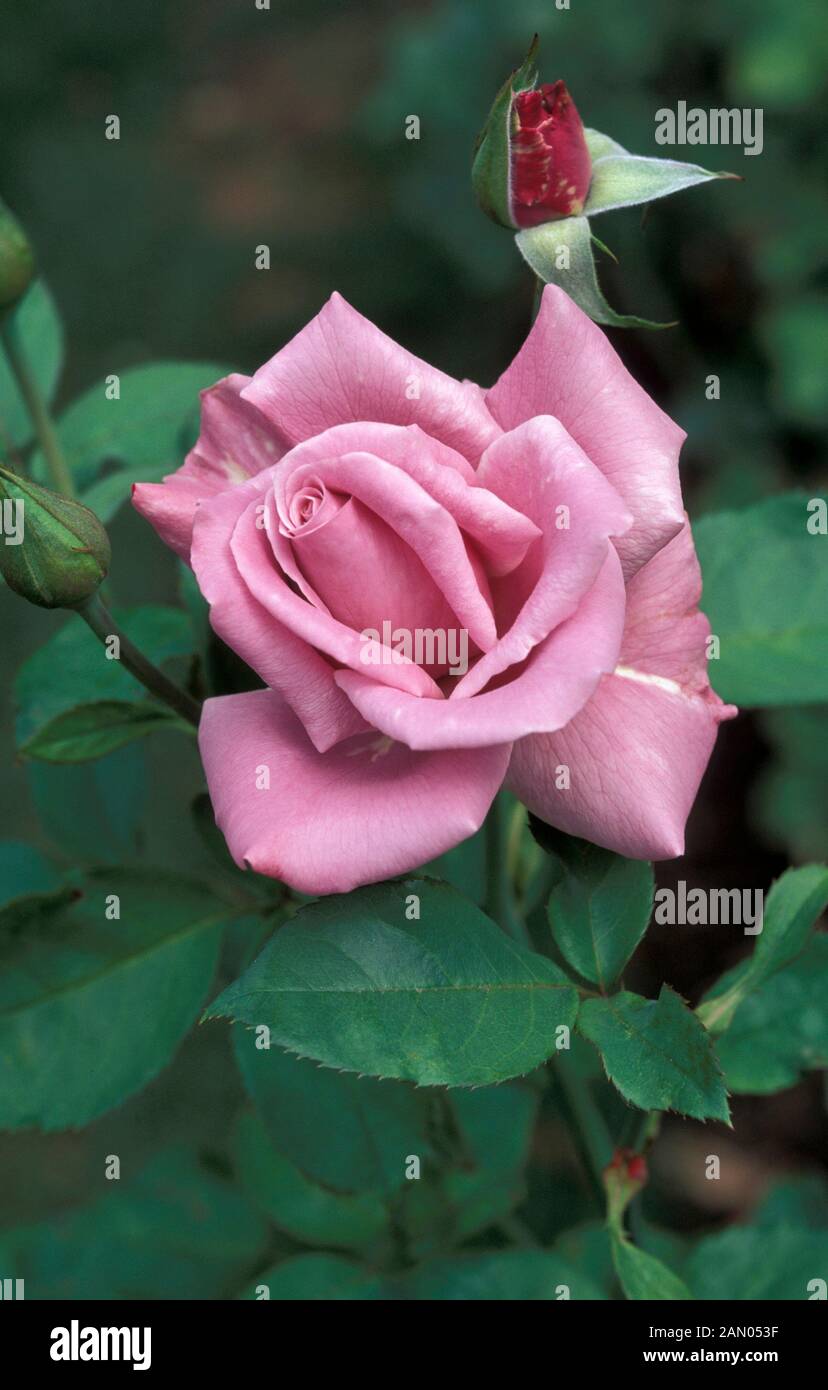 Blue Nile Rose