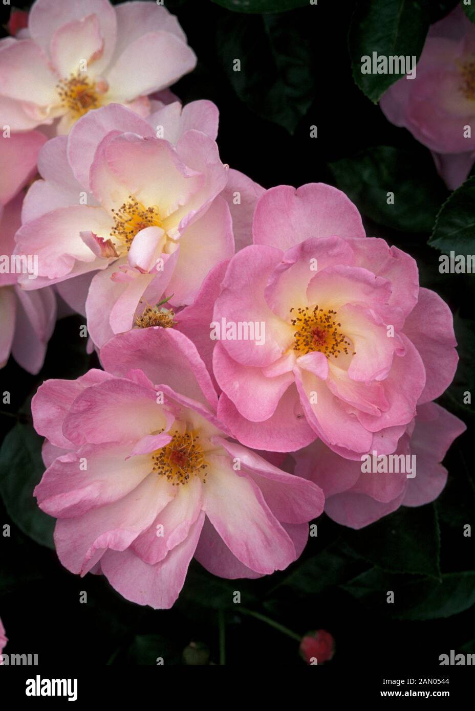 ROSA ESCAPADE FLORIBUNDA ROSE Stock Photo - Alamy