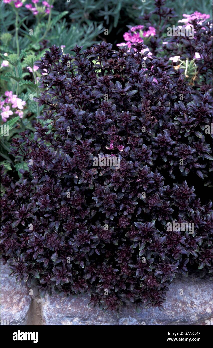OCIMUM BASILICUM MINIMUM PURPURASCENS DWARF PURPLE BASIL Stock Photo ... OCIMUM BASILICUM MINIMUM PURPURASCENS DWARF PURPLE BASIL Stock Photo ...