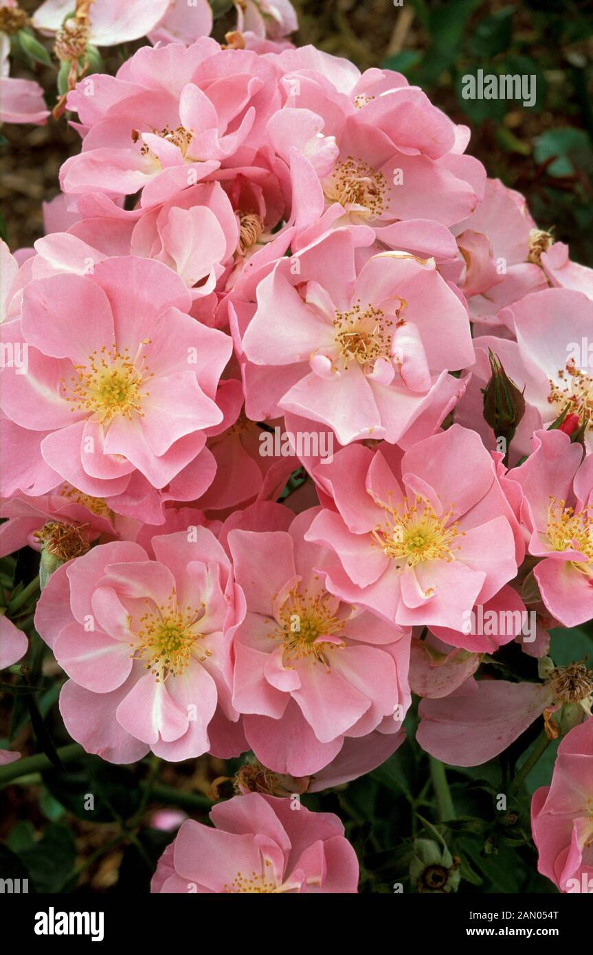 Kateryna hi-res stock photography and images - Alamy