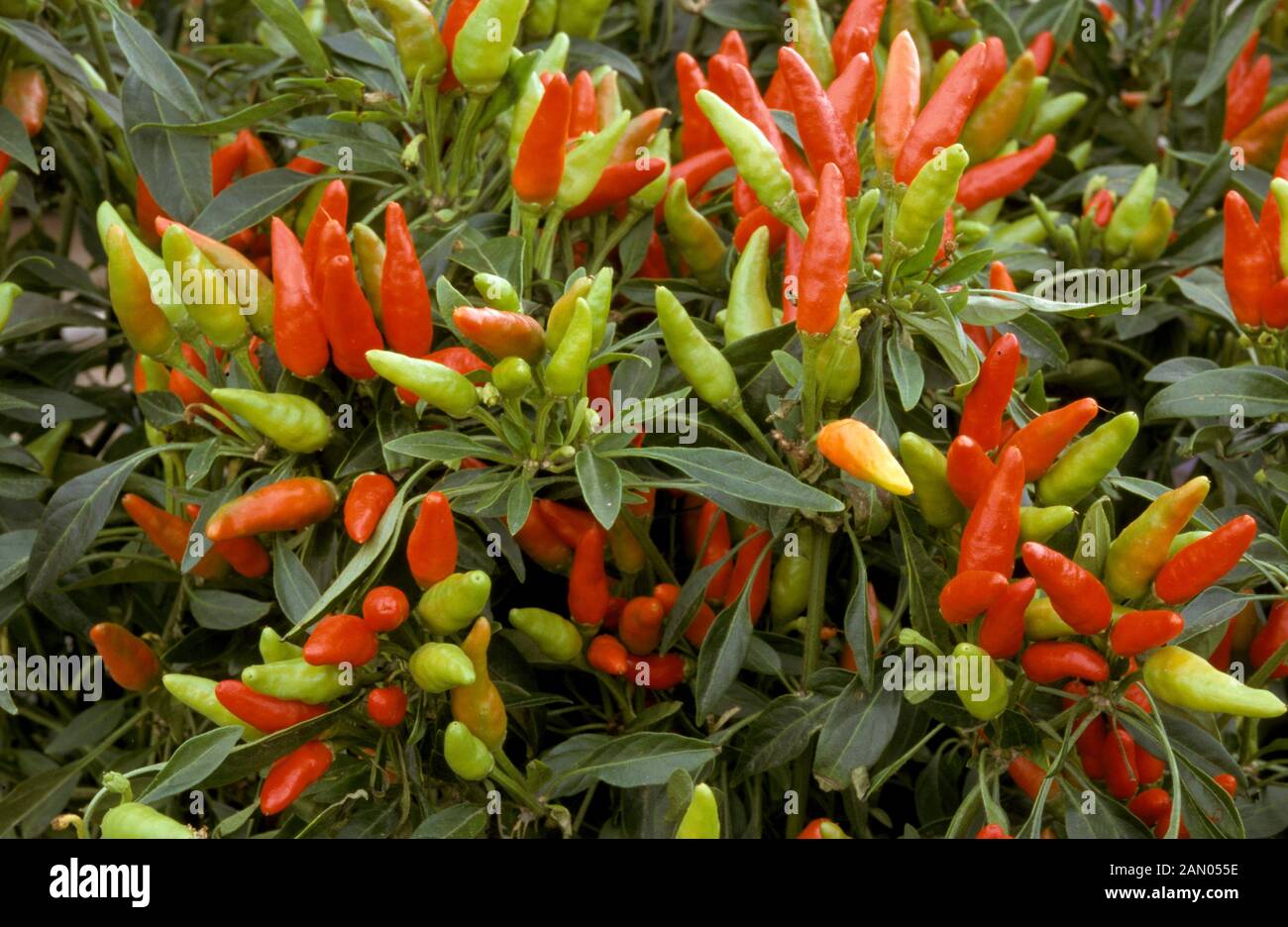 CAPSICUM ANNUUM (ORNAMENTAL PEPPER Stock Photo - Alamy