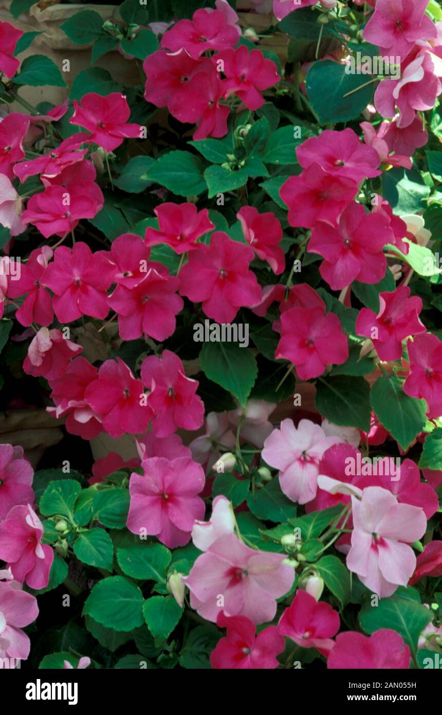 Busy lizzie flowers hi-res stock photography and images - Alamy