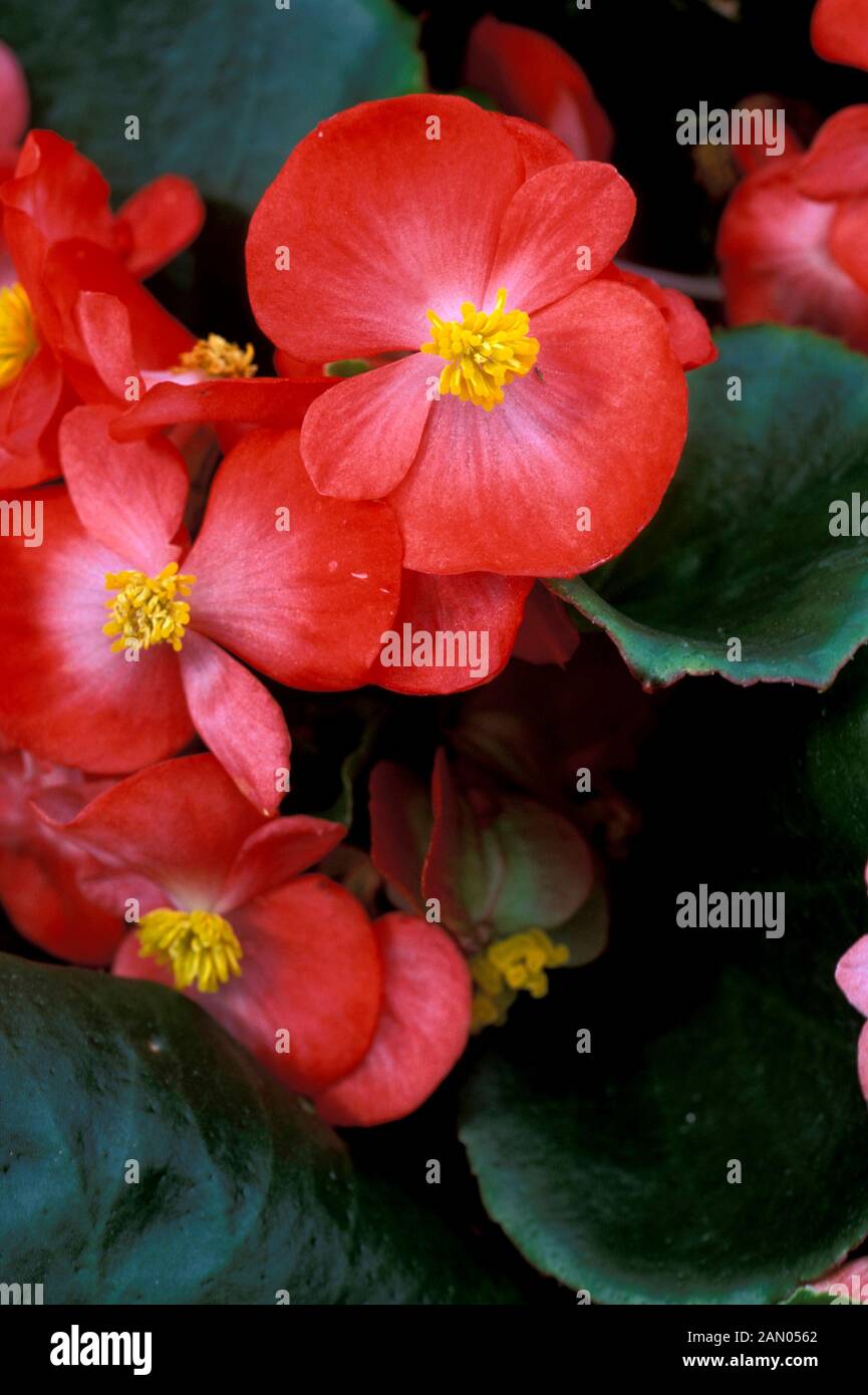 BEGONIA SEMPERFLORENS AMBASSADOR SCARLET Stock Photo - Alamy