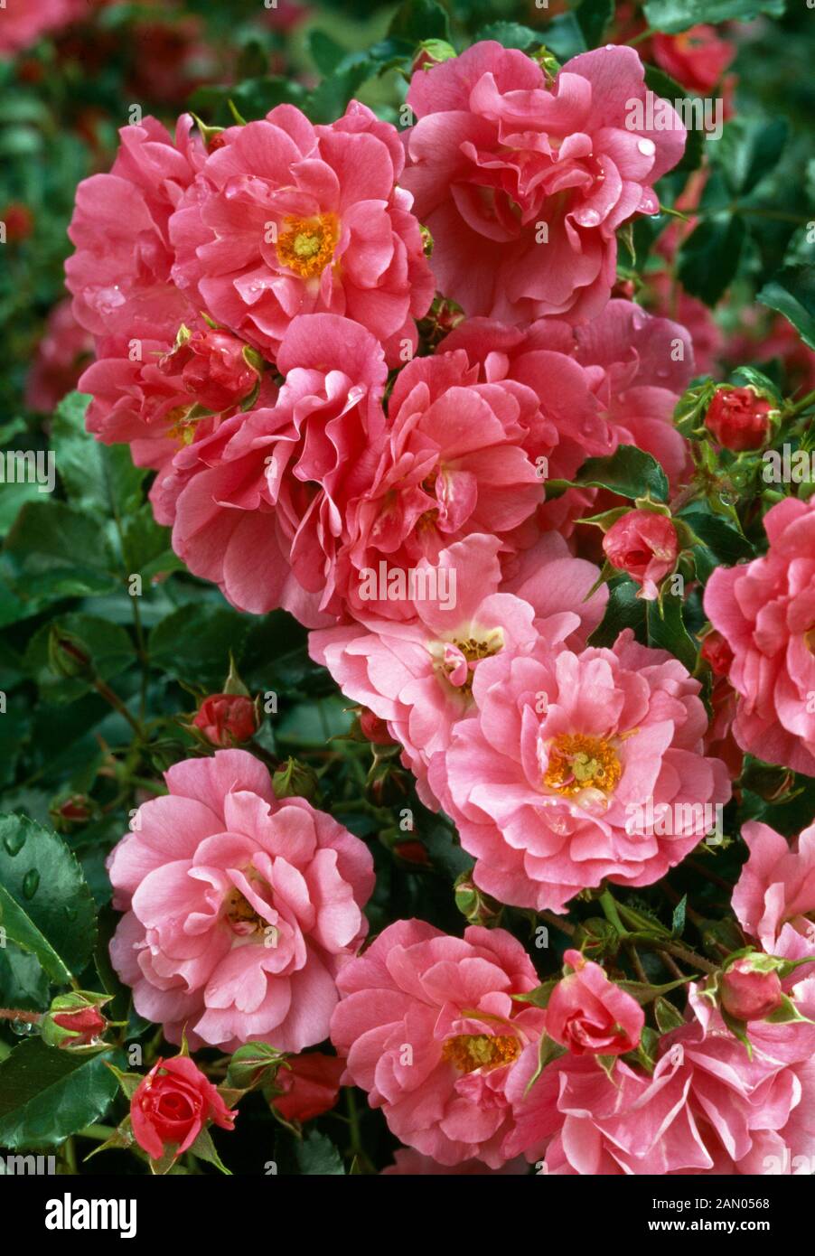 Rosa pink flower carpet hi-res stock photography and images - Alamy