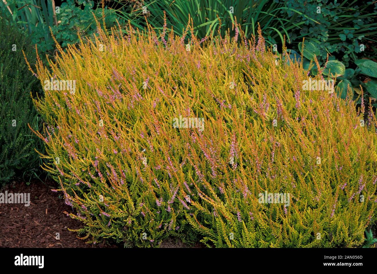 Calluna gold hi-res stock photography and images - Alamy