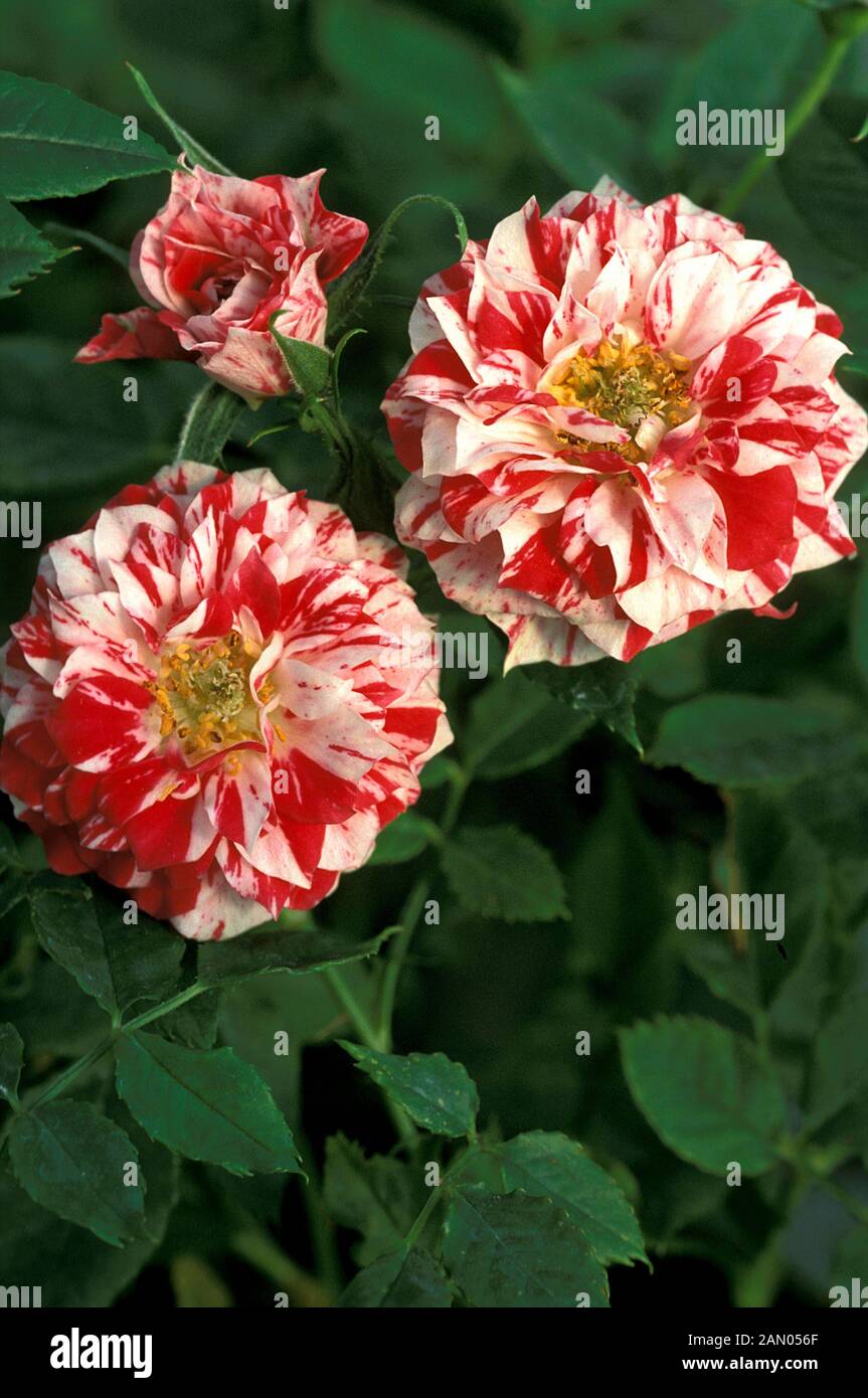 Double miniature rose hi-res stock photography and images - Alamy