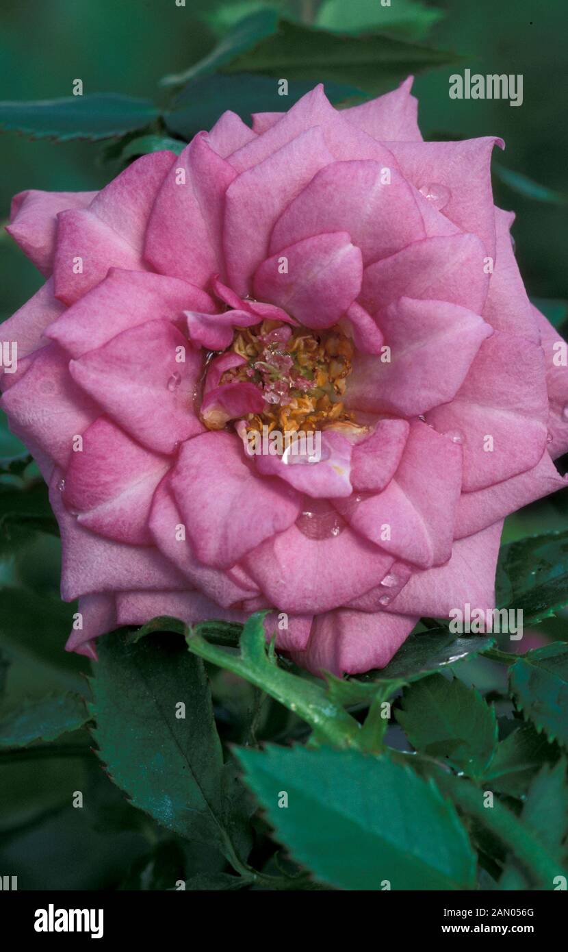 Semi miniature hi-res stock photography and images - Alamy