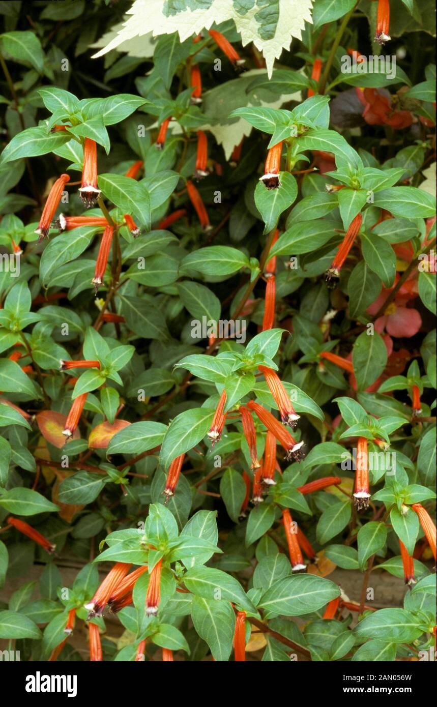 Cigar plant hi-res stock photography and images - Alamy