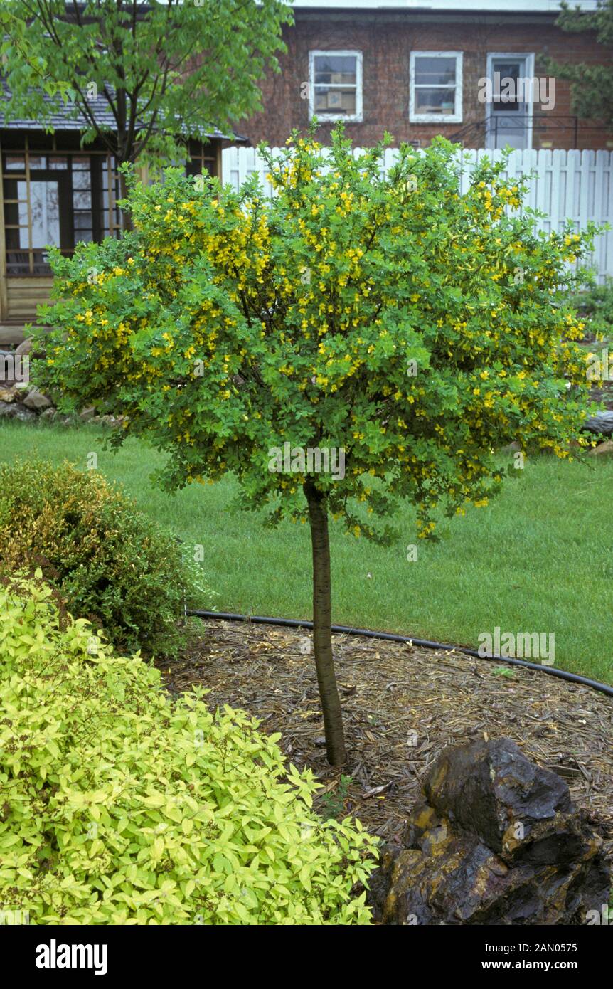 Frutex High Resolution Stock Photography and Images - Alamy