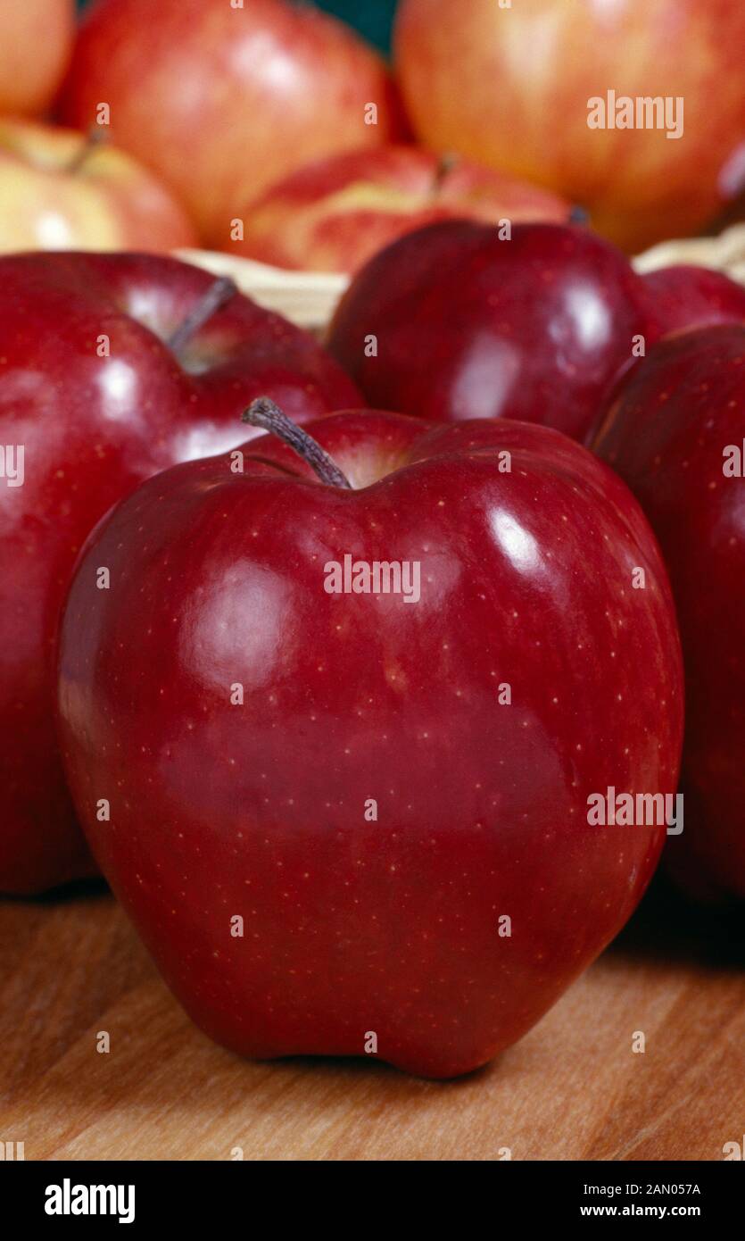 MALUS DOMESTICA 'RED DELICIOUS' (APPLE 'RED DELICIOUS' Stock Photo - Alamy