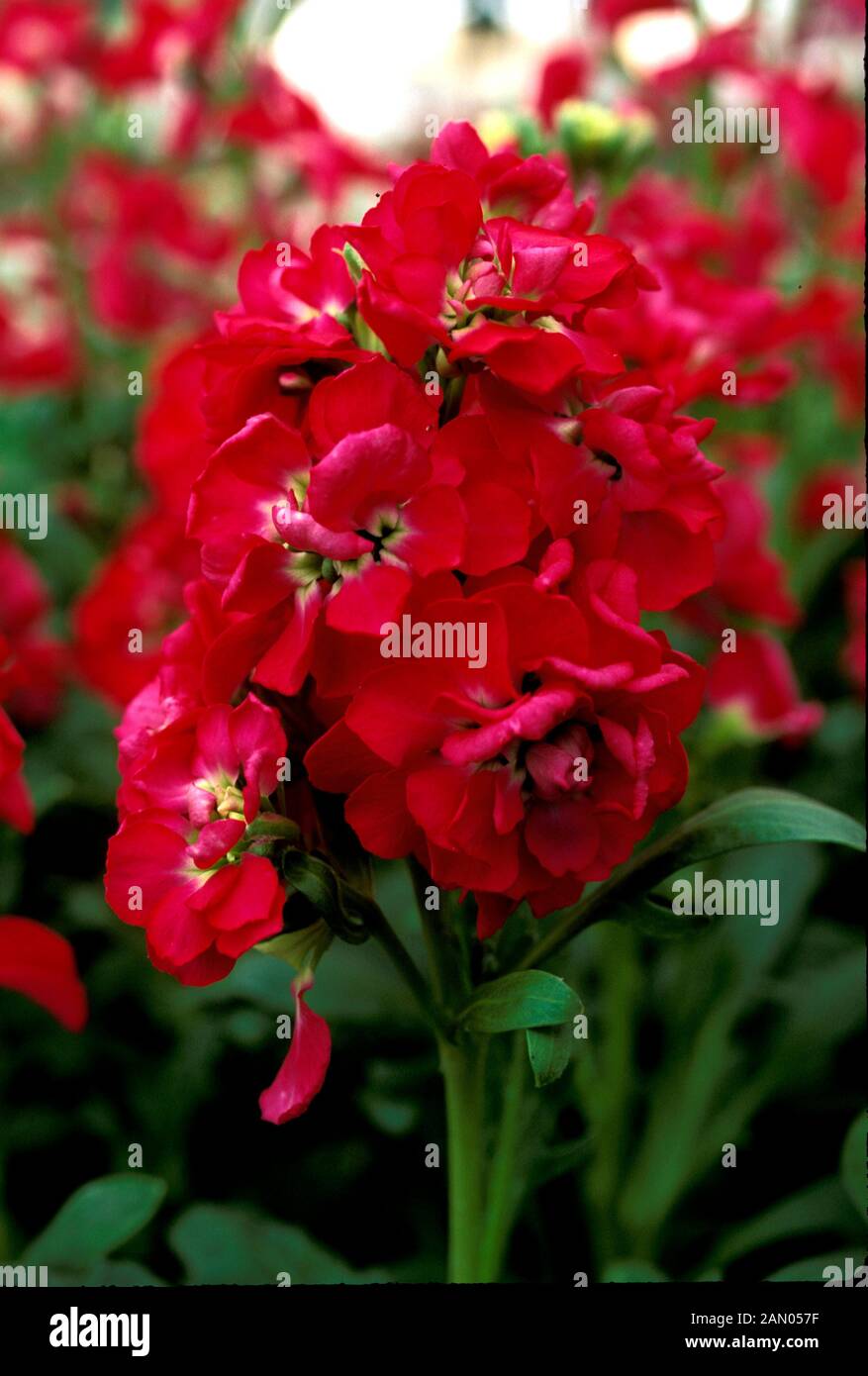 MATTHIOLA INCANA MIDGET ROSE STOCK FLOWERS Stock Photo - Alamy
