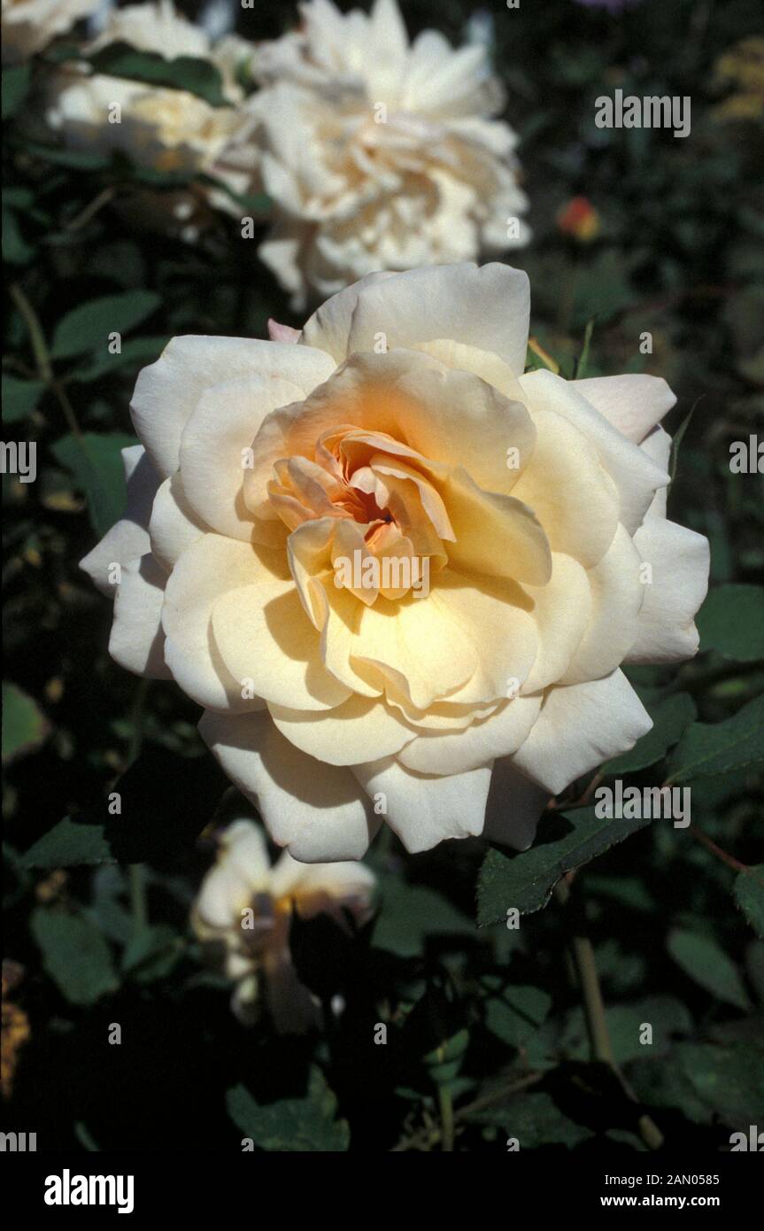 Polyantha shrub rose hi-res stock photography and images - Alamy