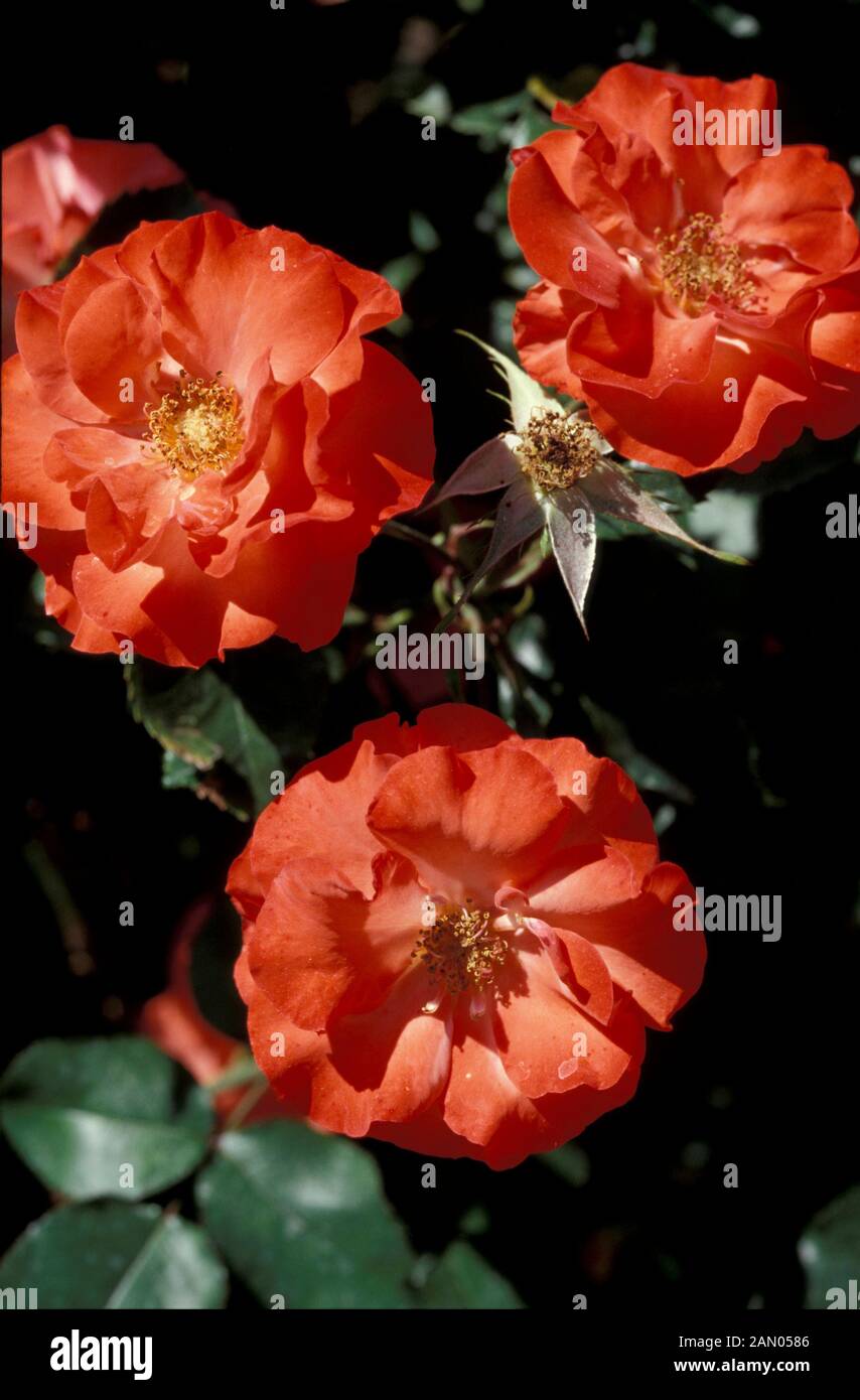 ROSA DISCO DANCER FLORIBUNDA ROSE ROSE Stock Photo - Alamy