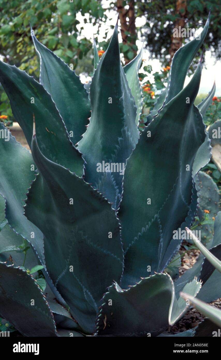 Agave neomexicana hi-res stock photography and images - Alamy