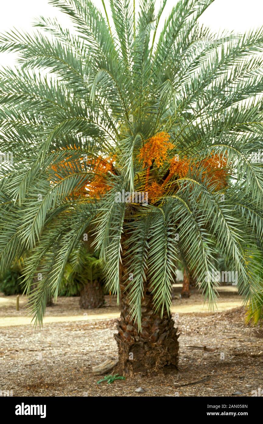 PHOENIX DACTYLIFERA WHOLE TREE Stock Photo - Alamy