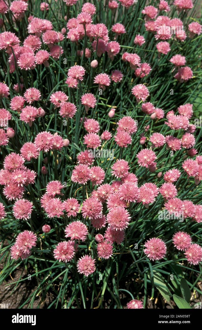 ALLIUM SCHOENOPRASUM FORECASTE BULB PINK FLOWER CLOSE UP SUMMER Stock ...