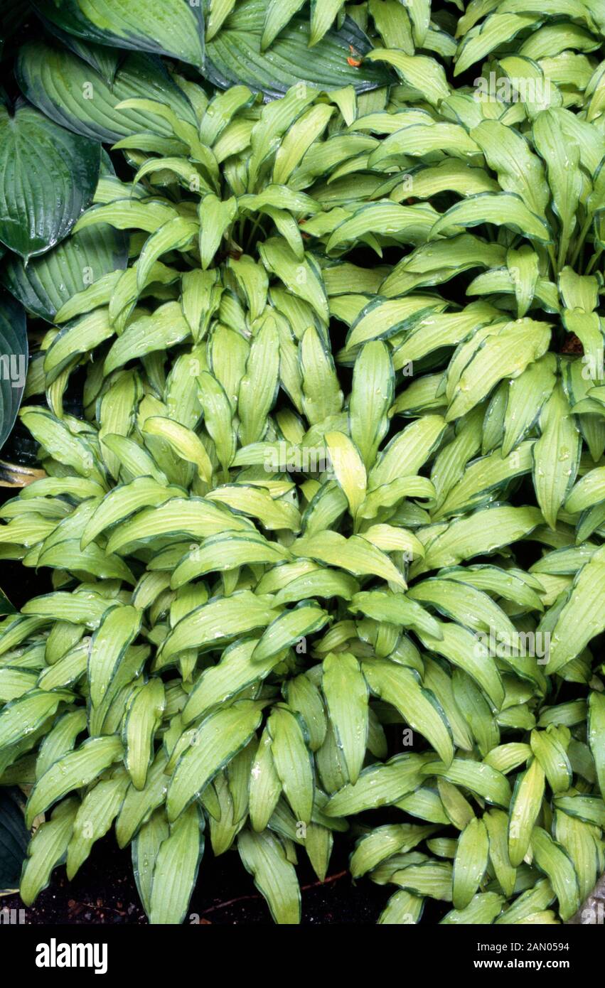 HOSTA SIEBOLDII 'KABITAN' Stock Photo - Alamy
