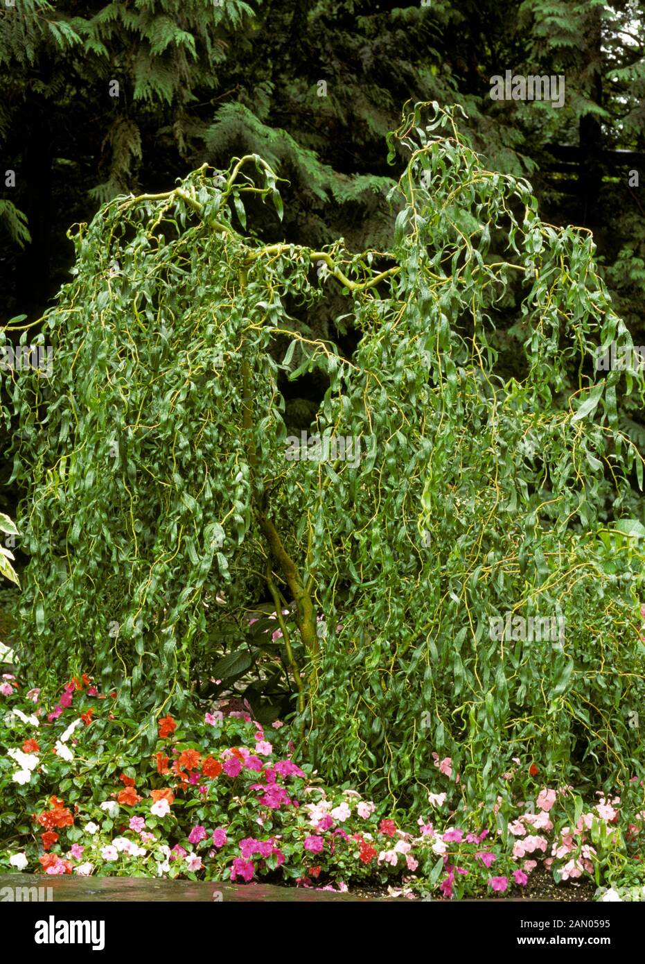 Salix Matsudana Tortuosa High Resolution Stock Photography and Images ...