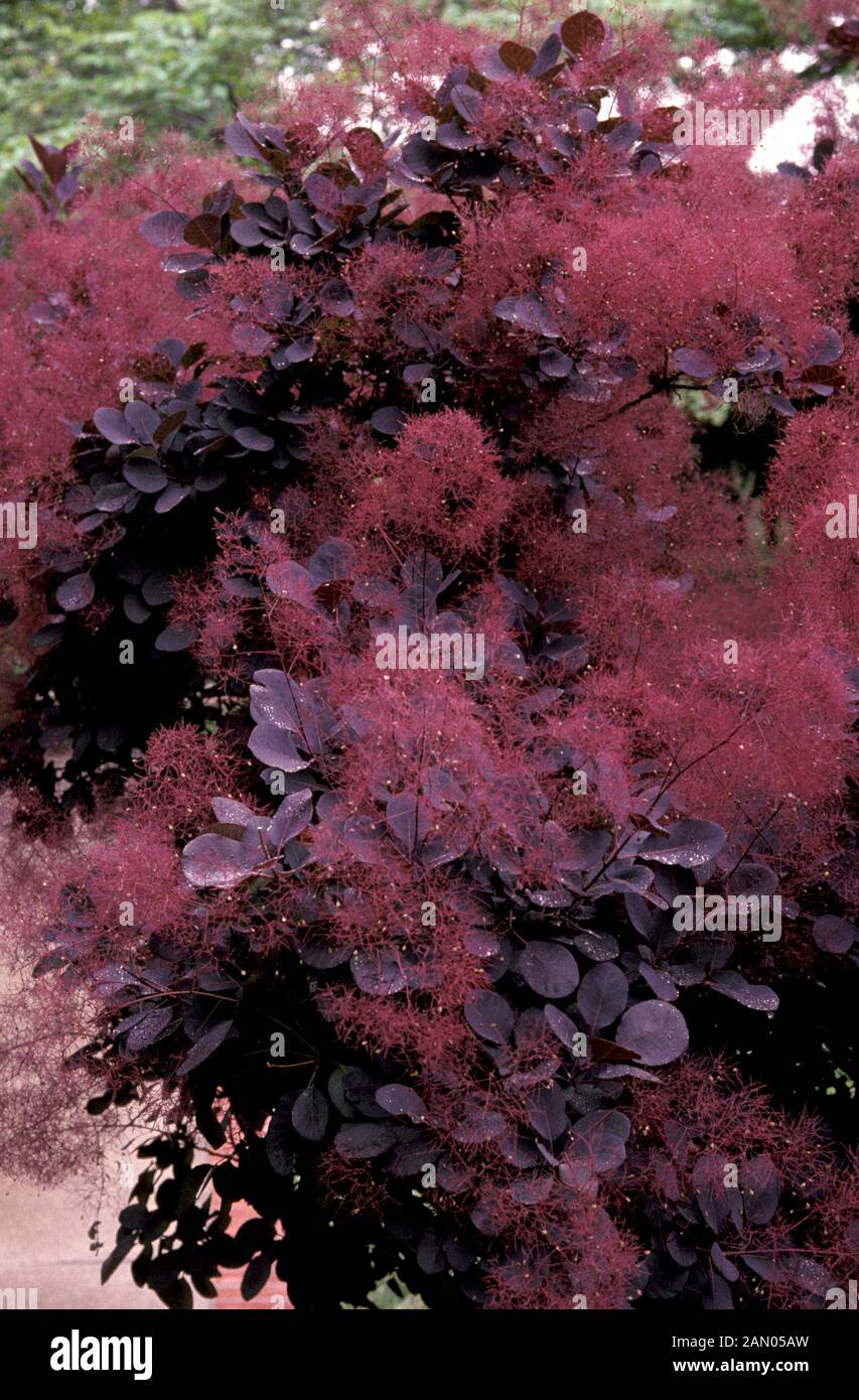 Cotinus Coggygria Royal Purple Smoke High Resolution Stock Photography ...