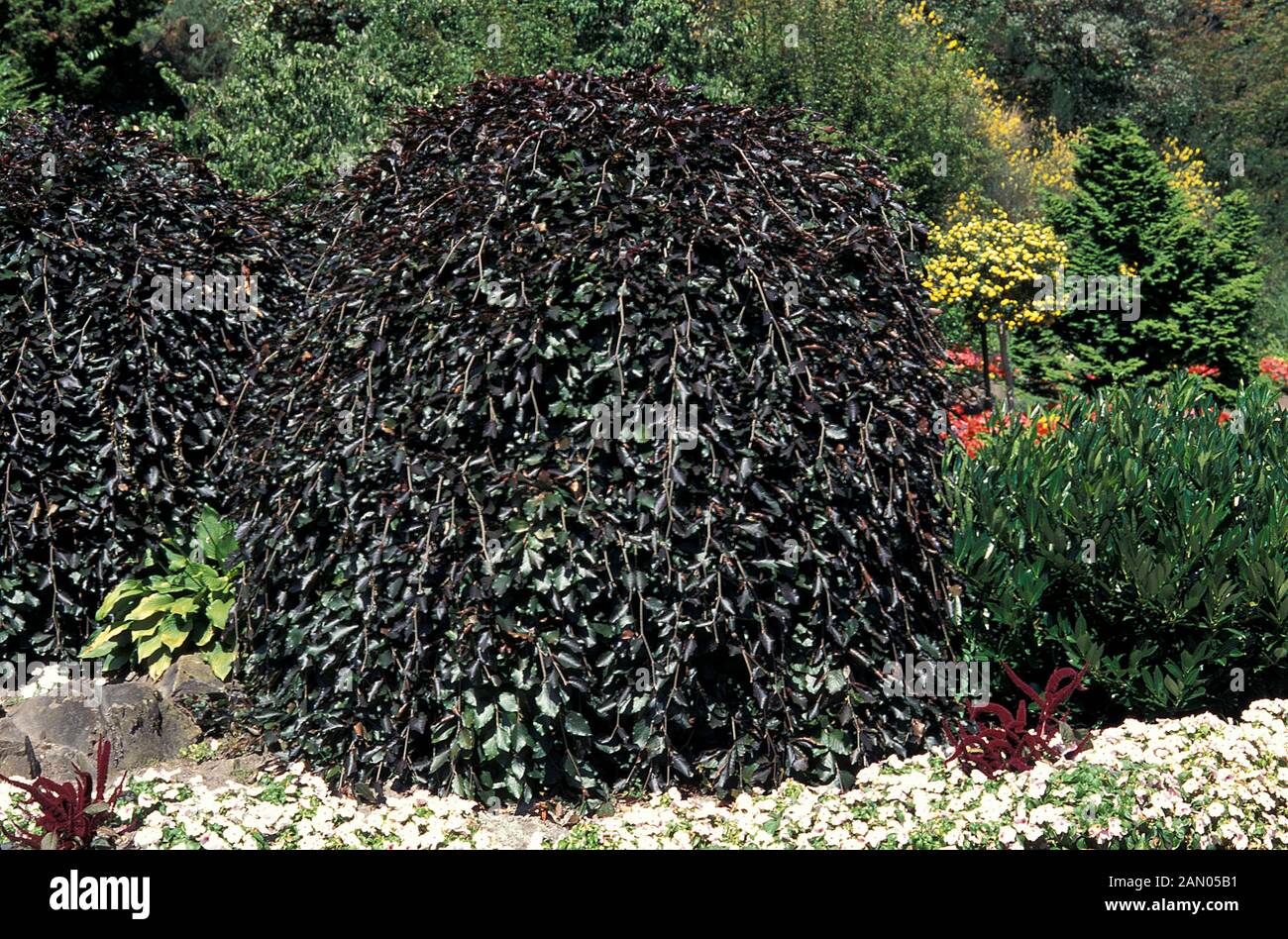 Fagus sylvatica pendula hi-res stock photography and images - Alamy