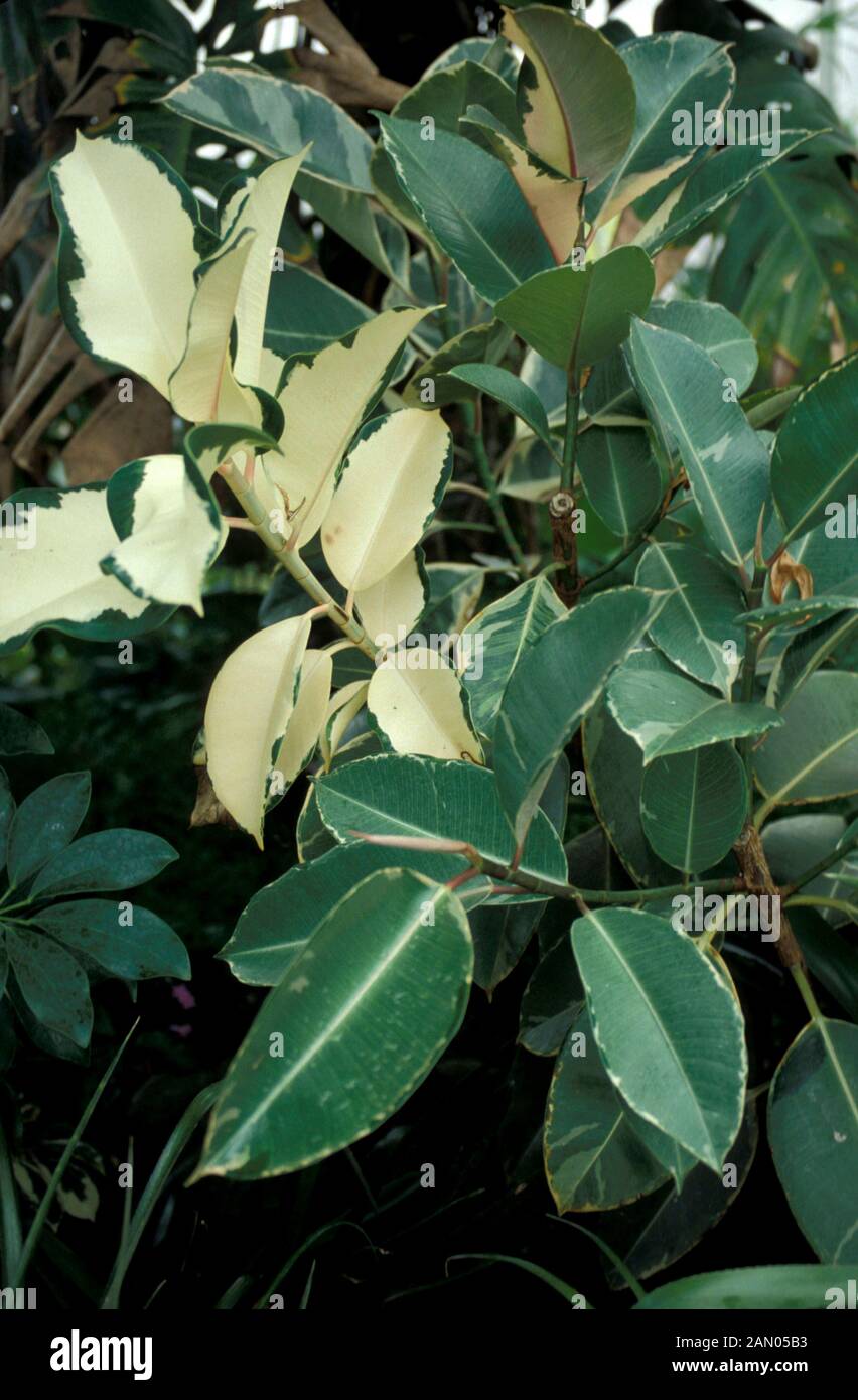 Variegated ficus elastica hi-res stock photography and images - Alamy