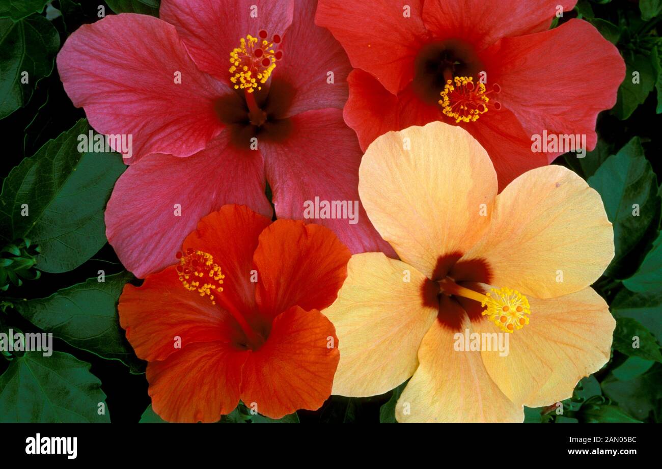 HIBISCUS ROSA SINENSIS MIX TROPICAL HIBISCUS ROSE OF CHINA Stock Photo ...