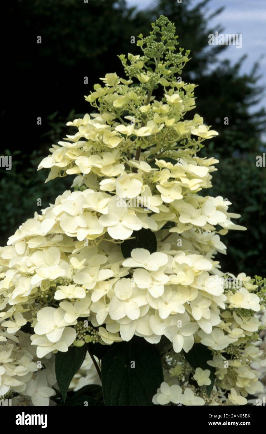 HYDRANGEA PANICULATA UNIQUE FLOWERS Stock Photo - Alamy