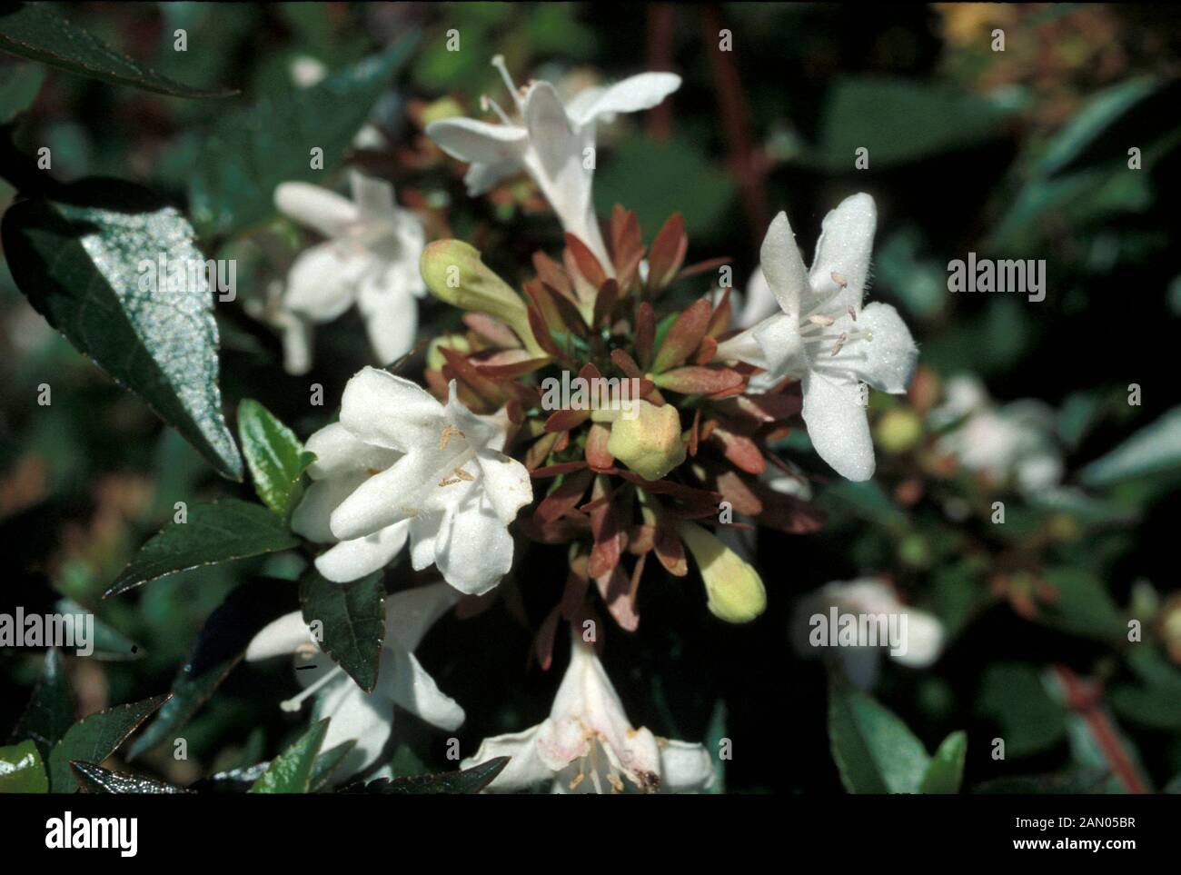 ABELIA GRANDIFLORA EVERGREEN SHRUB CLOSE UP WHITE FLOWERS SUMMER AUTUMN ...