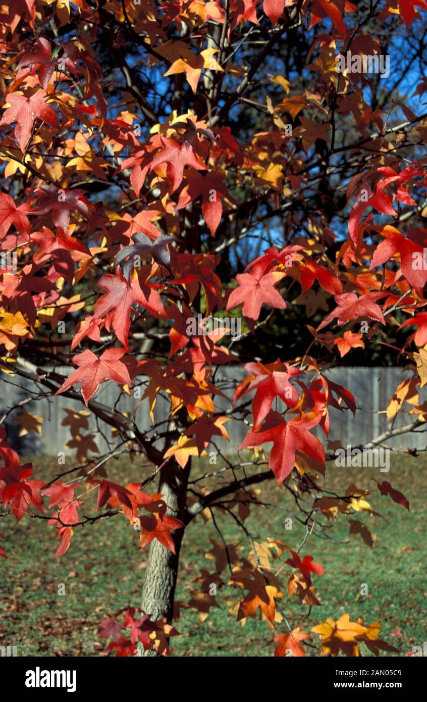 Liquidambar styraciflua autumn hi-res stock photography and images - Alamy