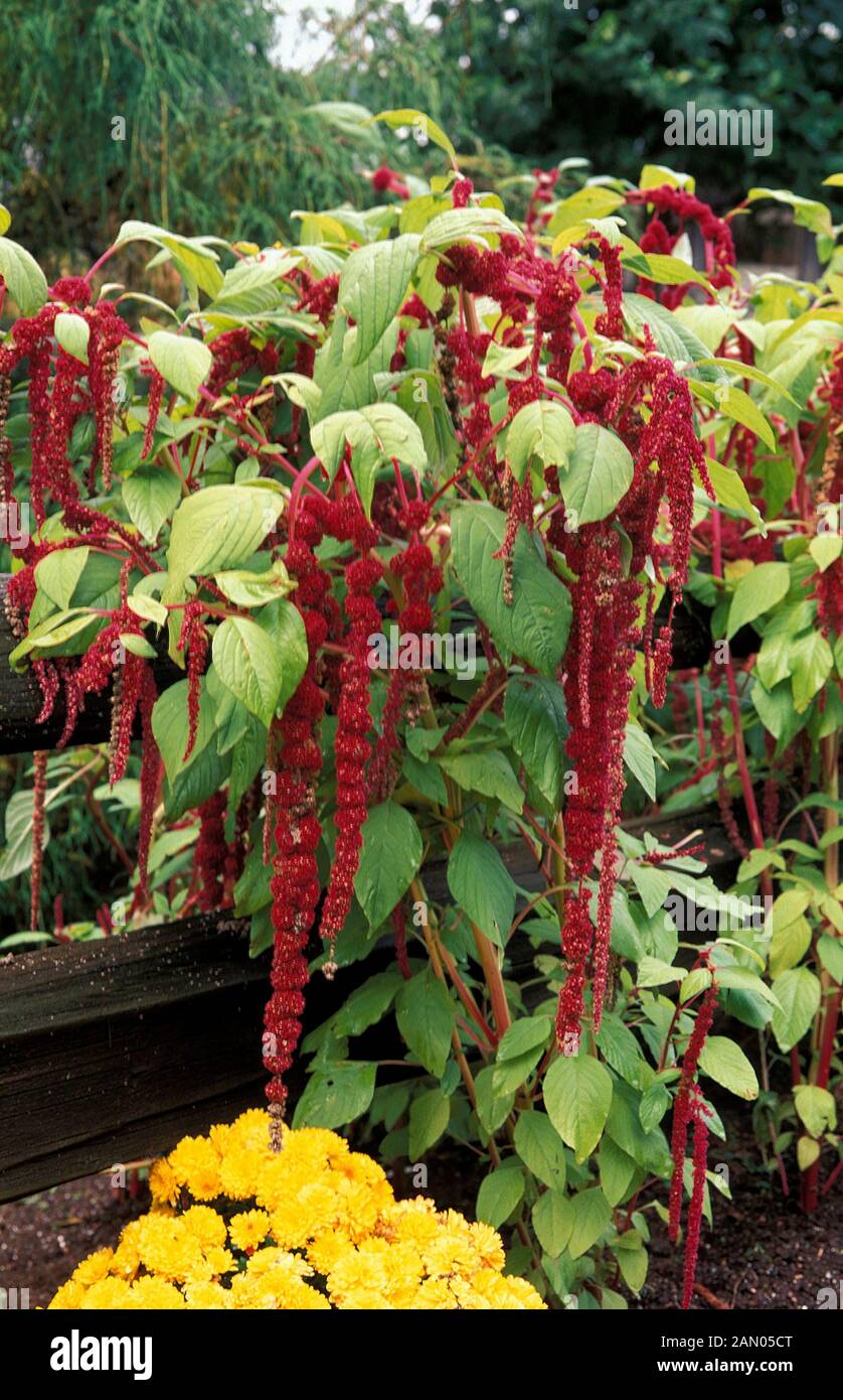 Acalypha hispida hi-res stock photography and images - Alamy