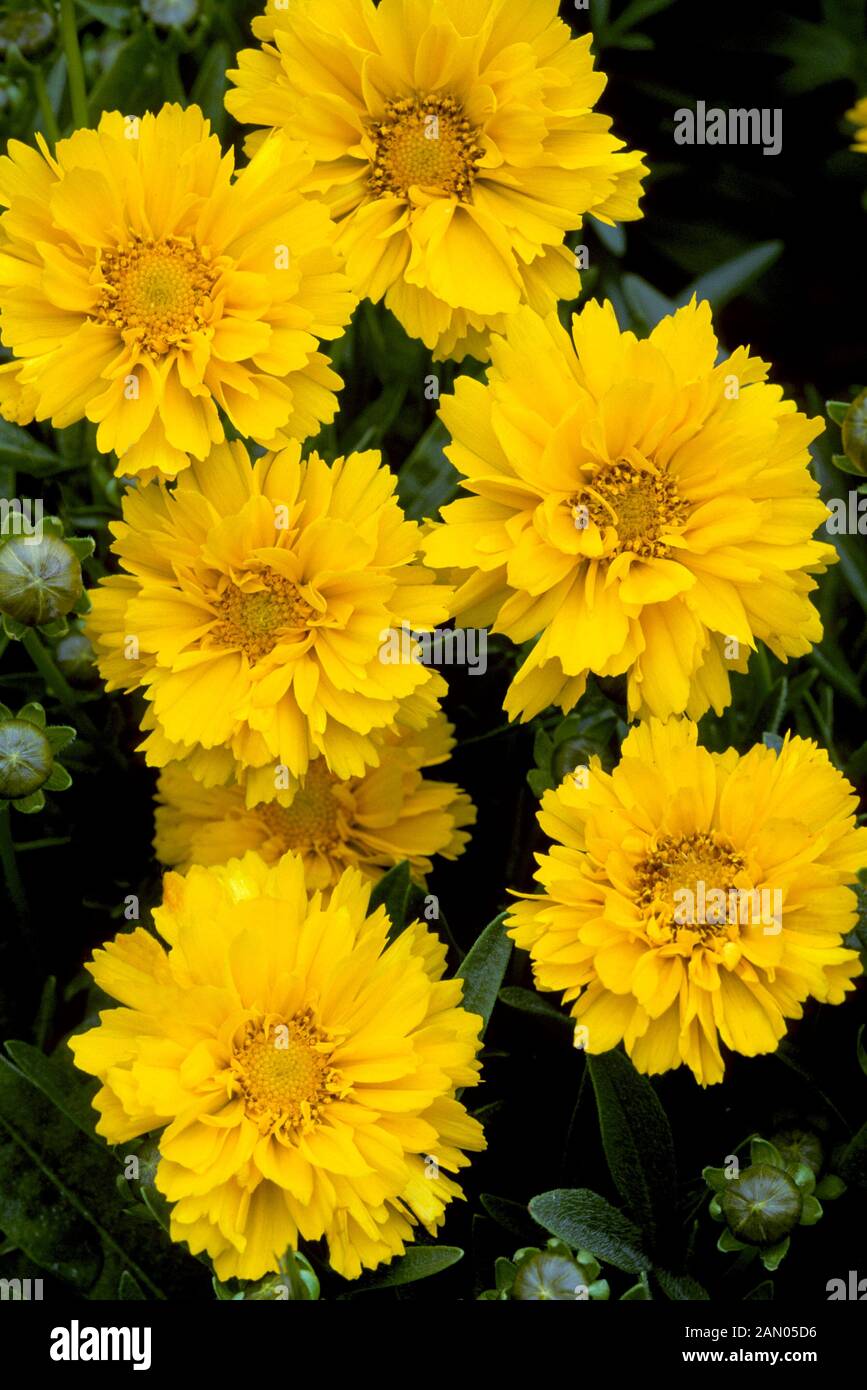 COREOPSIS GRANDIFLORA 'EARLY SUNRISE' Stock Photo - Alamy