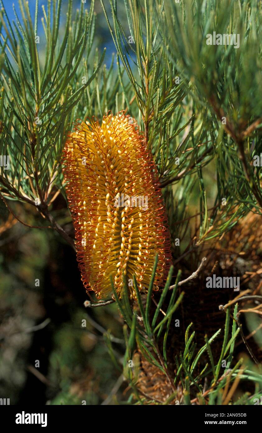 BANKSIA SPINULOSA CUNNINGHAMII Stock Photo - Alamy