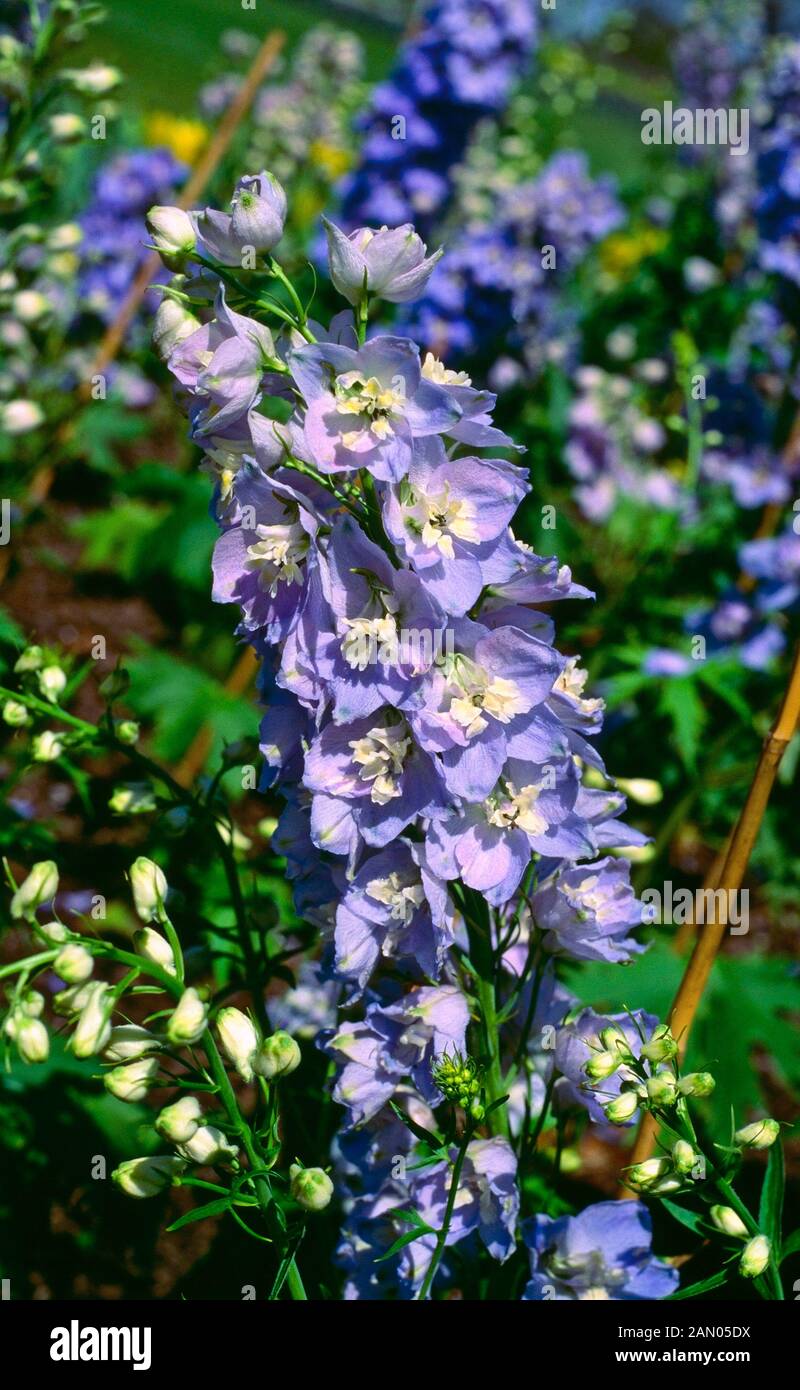 Magic fountain series hi-res stock photography and images - Alamy