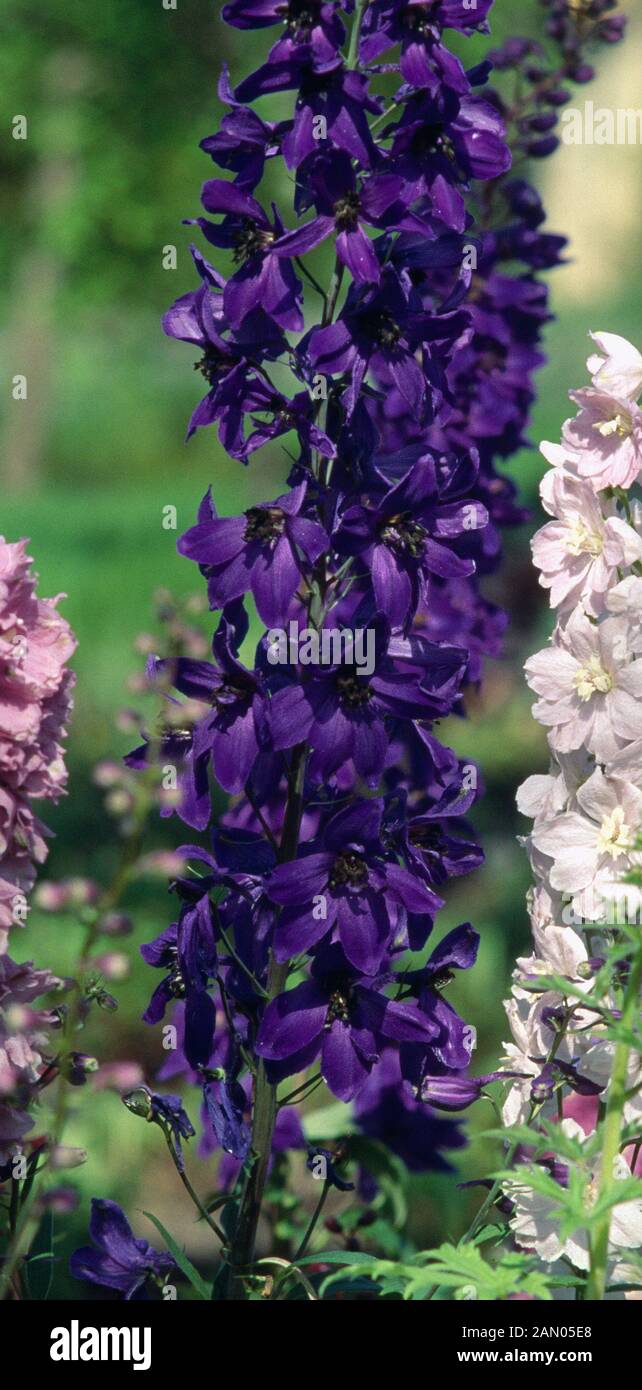 Delphinium magic fountains dark blue with dark bee hi-res stock photography and images - Alamy