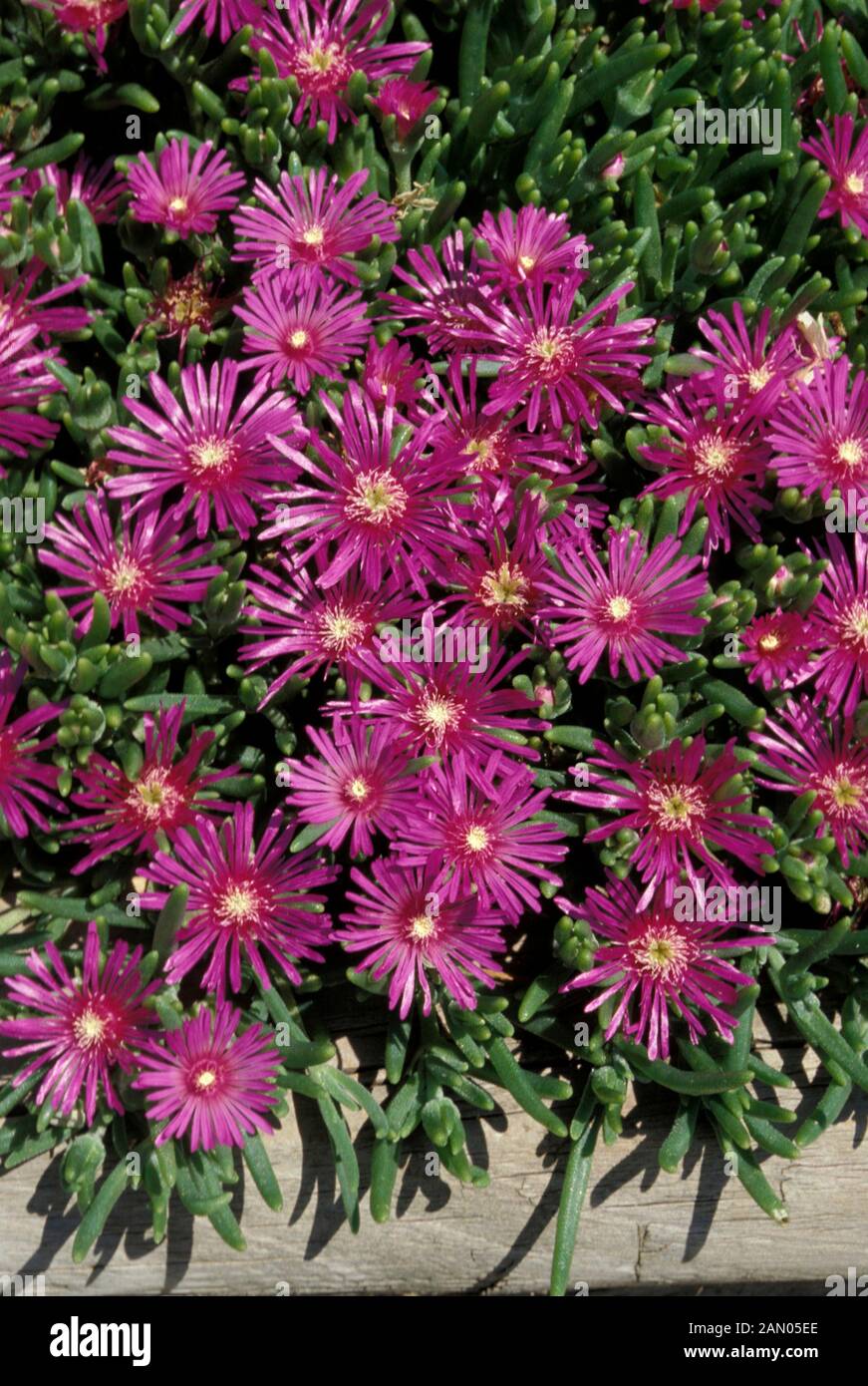 Delosperma cooperi hi-res stock photography and images - Alamy