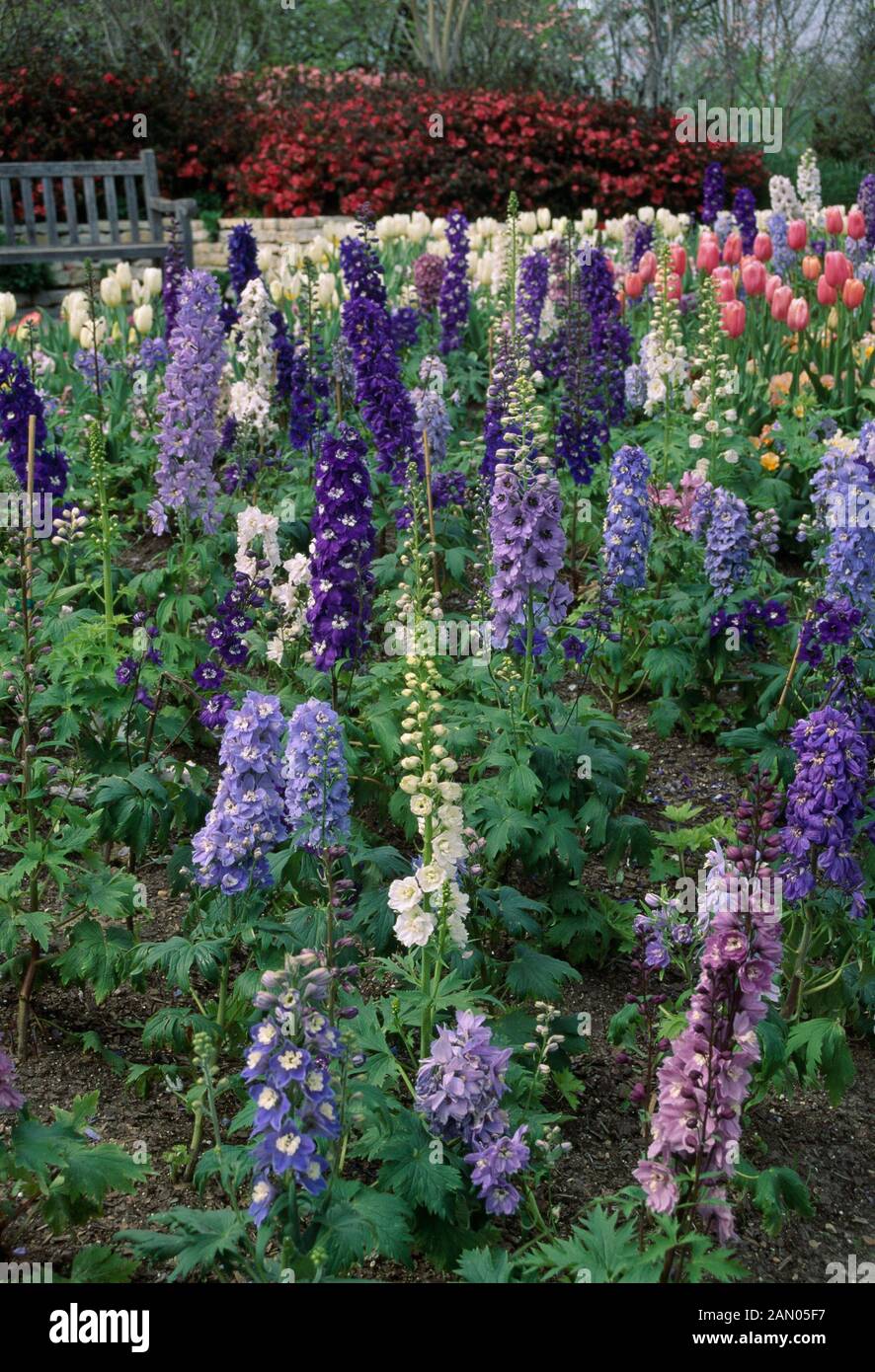 Delphinium Magic Fountain High Resolution Stock Photography and Images ...