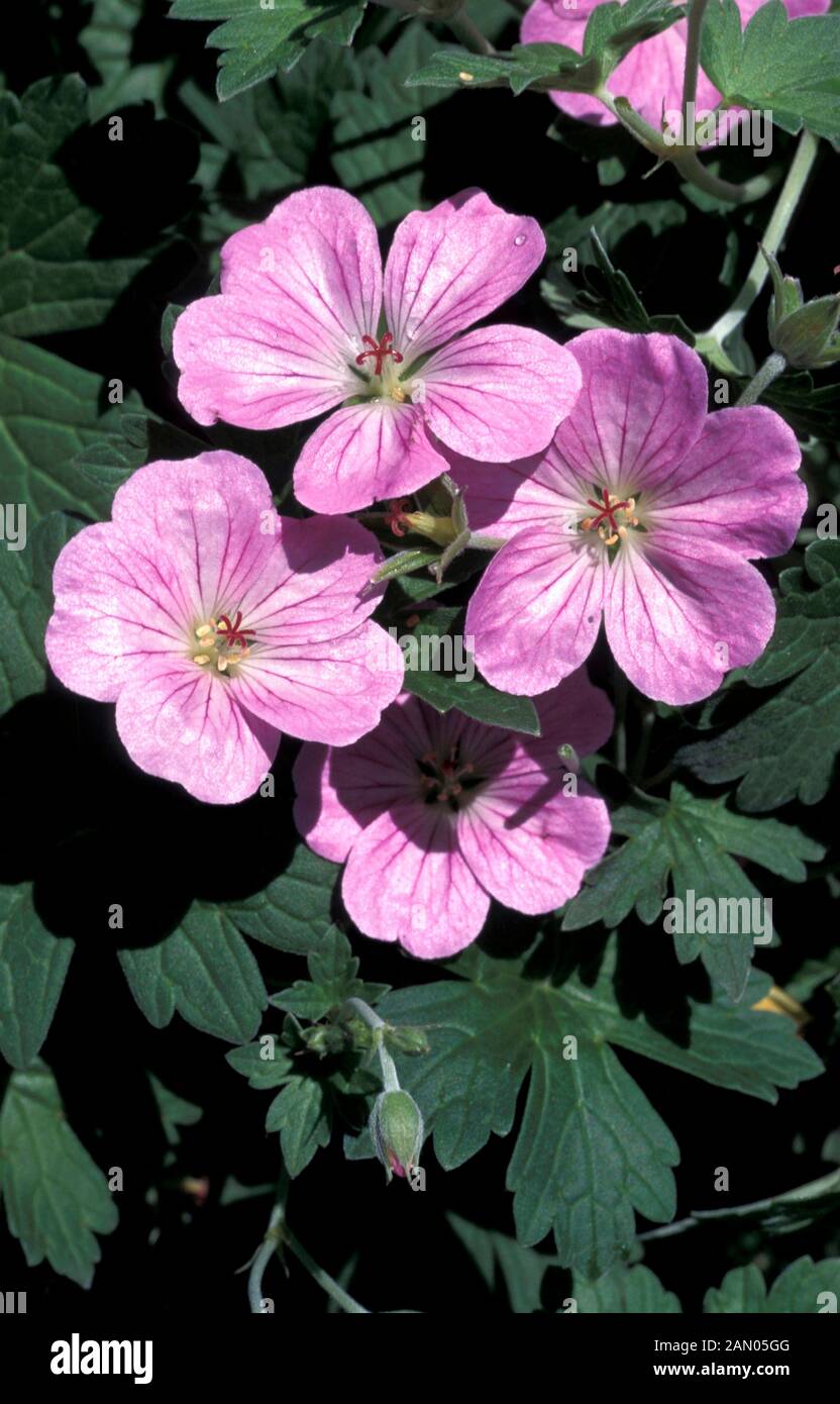 Cranesbill mavis simpson hi-res stock photography and images - Alamy