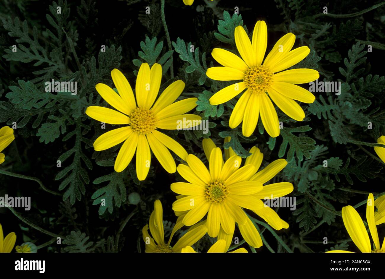 Euryops pectinatus hi-res stock photography and images - Alamy