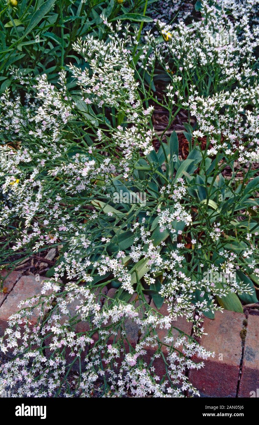 Limonium tatarica hi-res stock photography and images - Alamy