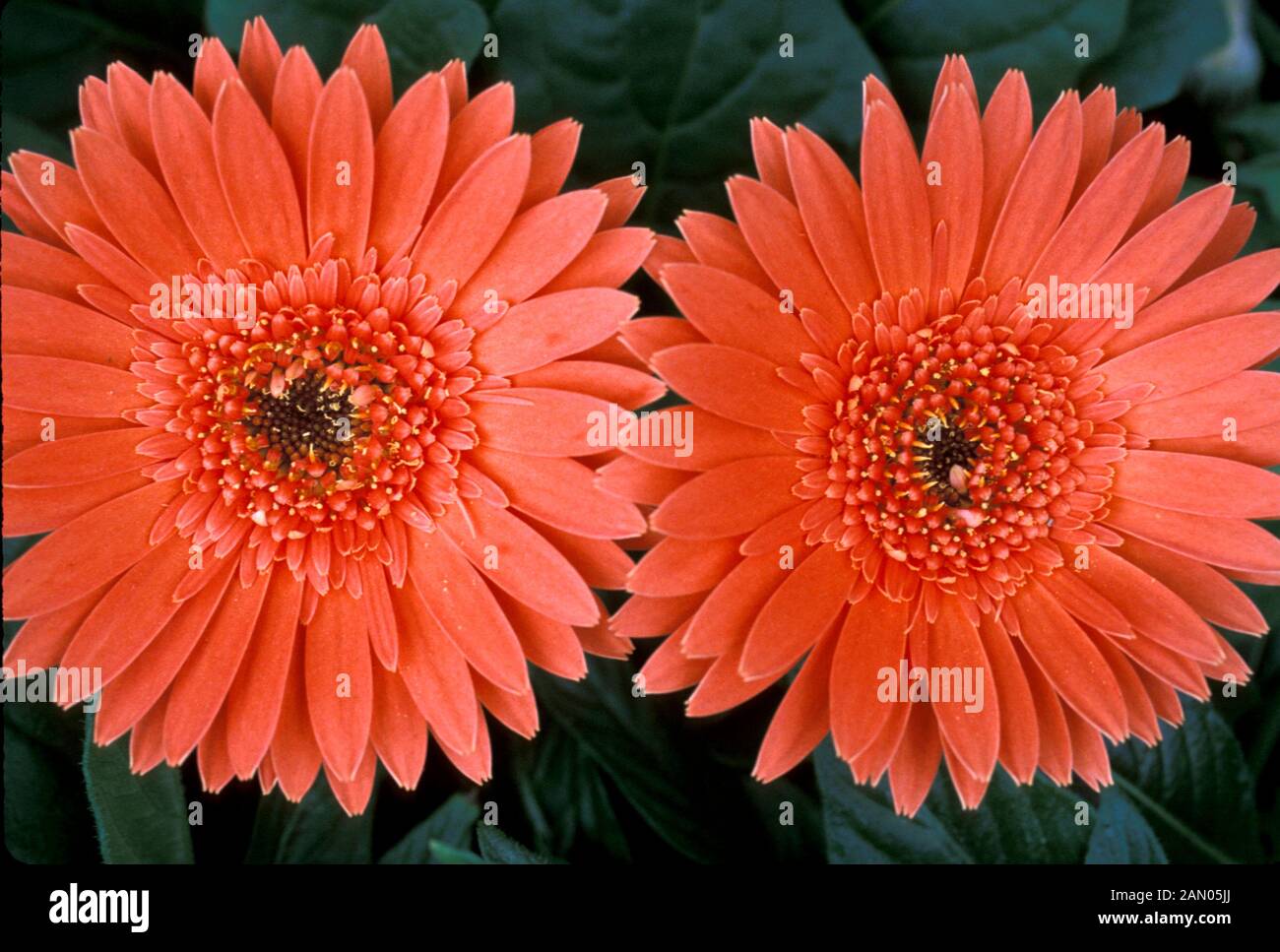 The transvaal daisy hi-res stock photography and images - Alamy