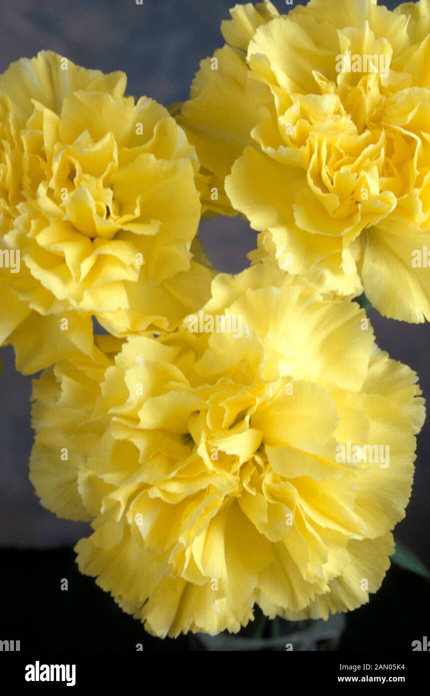 Close up yellow carnation flower dianthus hi-res stock photography and ...