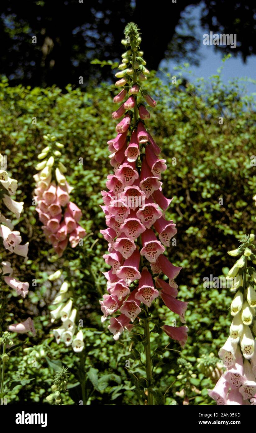 Digitalis mertonensis hi-res stock photography and images - Alamy