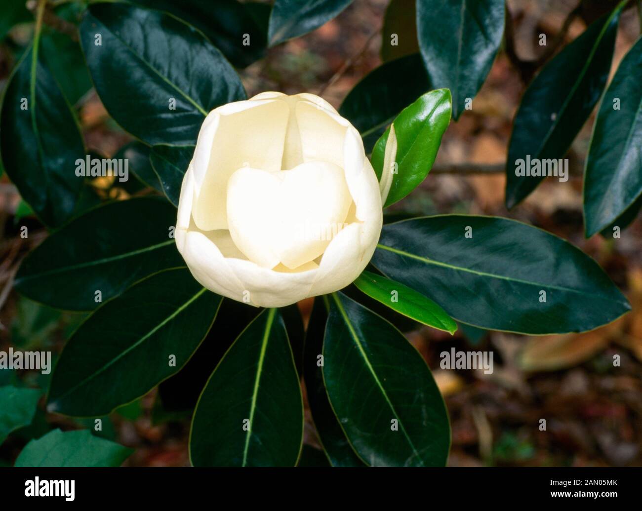 Little gem magnolia hi-res stock photography and images - Alamy