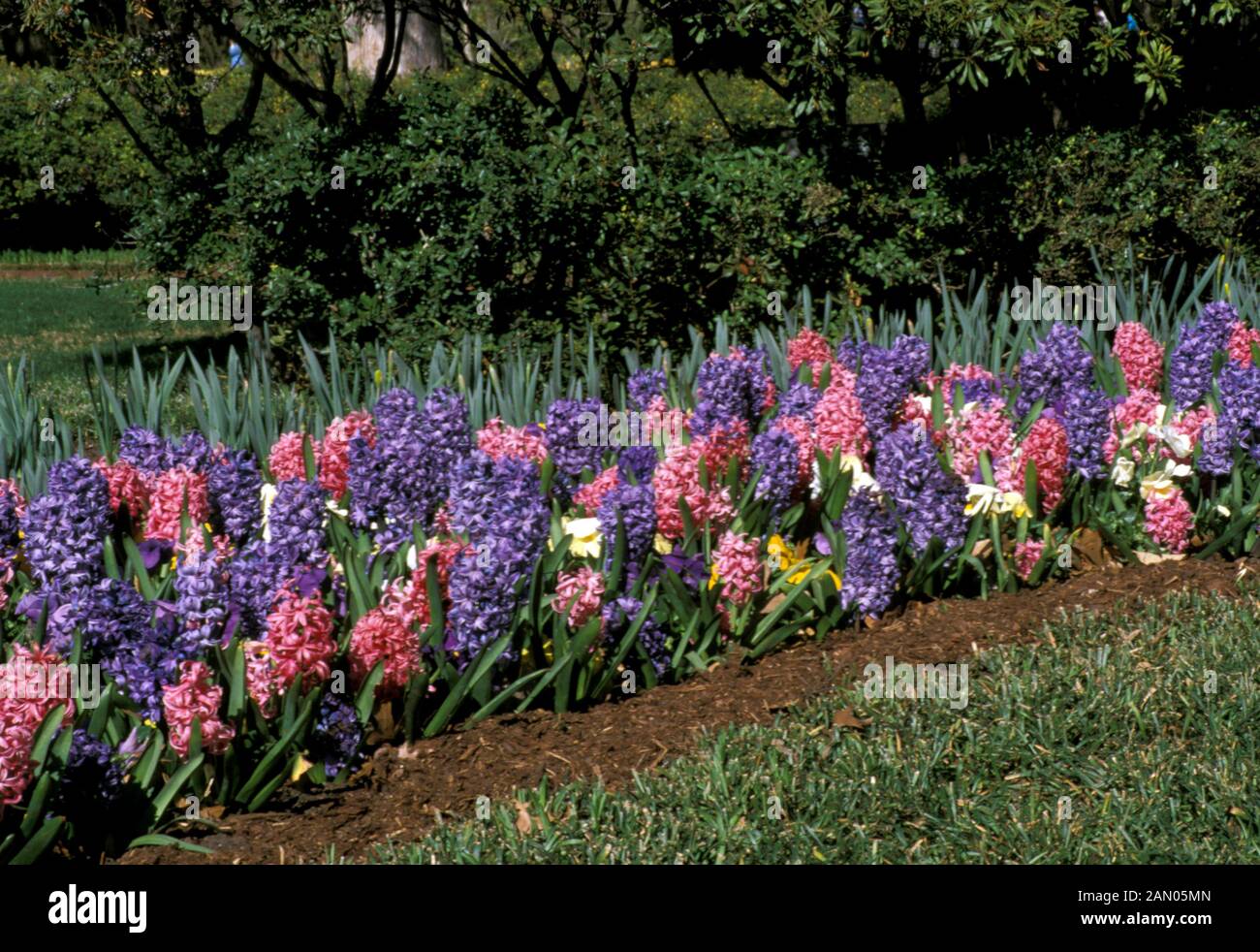 HYACINTHUS ORIENTALIS MIXED COLOURS IN A FIELD Stock Photo - Alamy