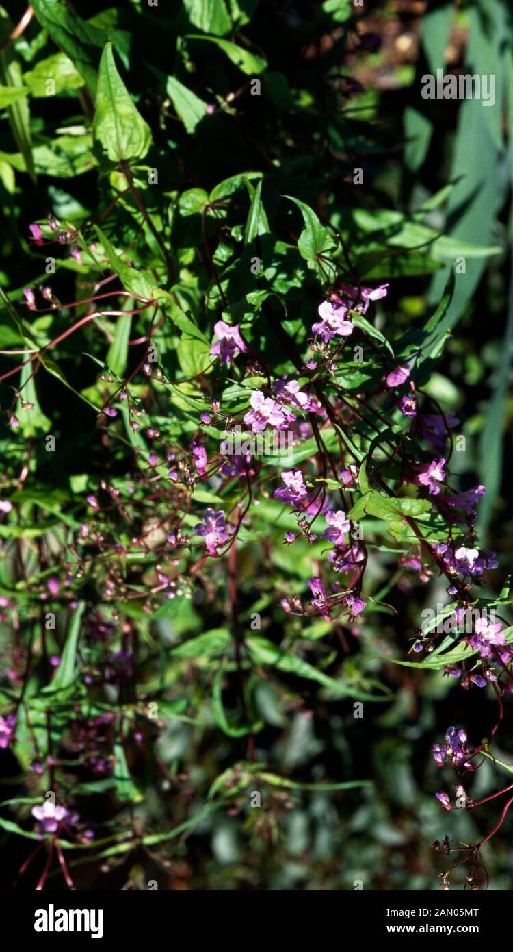 Tenuis hi-res stock photography and images - Alamy