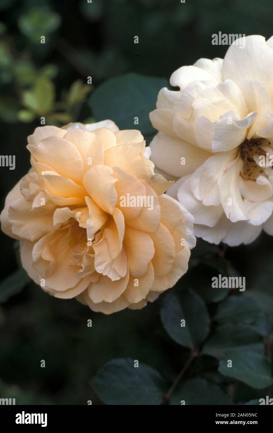 Buff beauty rose hi-res stock photography and images - Alamy