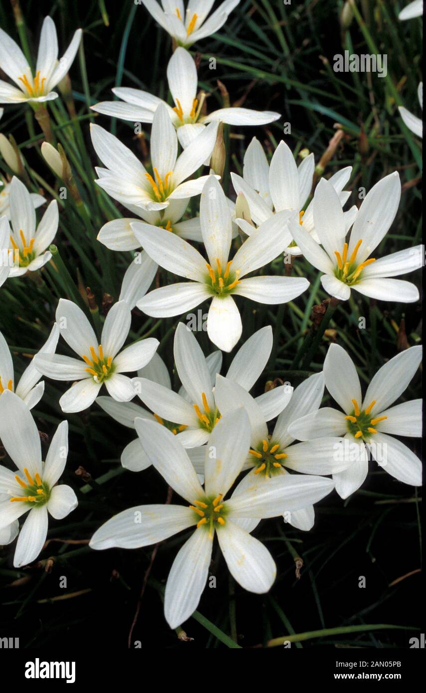 Zephyranthes candida hi-res stock photography and images - Alamy